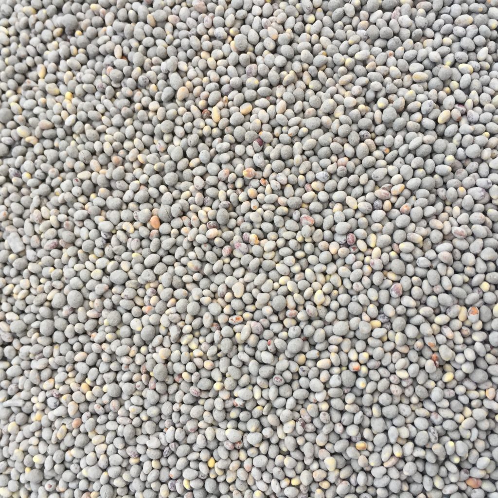 White Clover Cover Crop Seed (Non-GMO) – Concentrates, Inc.