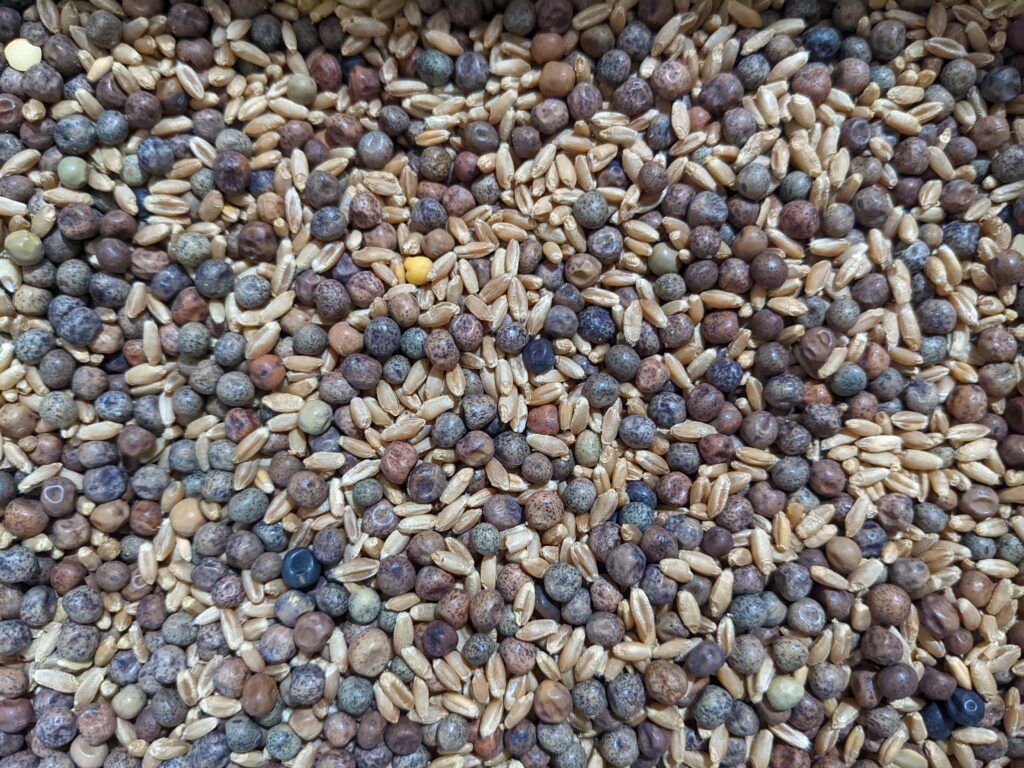 Cover Crops – Concentrates, Inc.